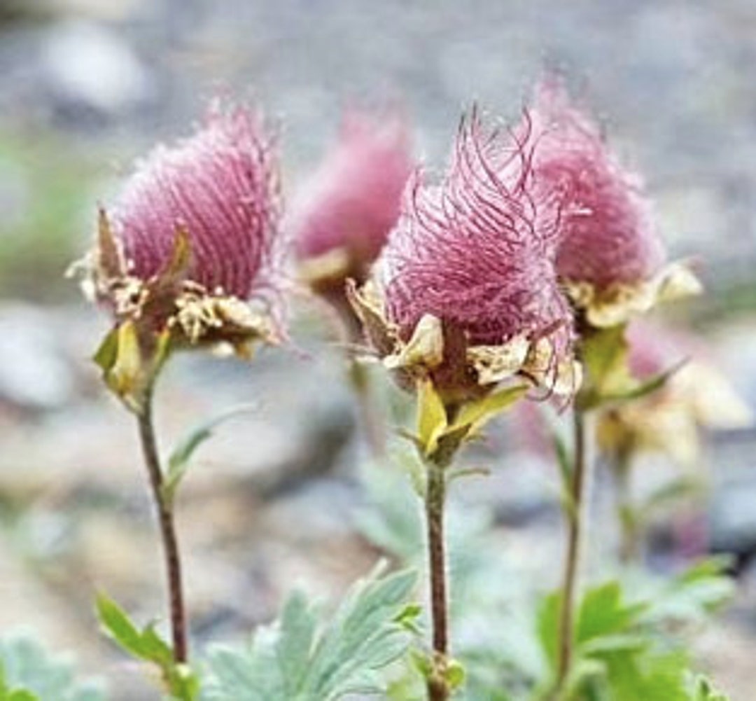 10 Rare Prairie Smoke Rare Flower Seeds / Geum Triflorum/ Unique Flower ...
