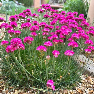 Armeria Maritima 'splendens' - Sea Thrift Pink Perennial Flower Seeds ...