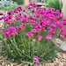 Armeria Maritima 'splendens' - Sea Thrift Pink Perennial Flower Seeds ...