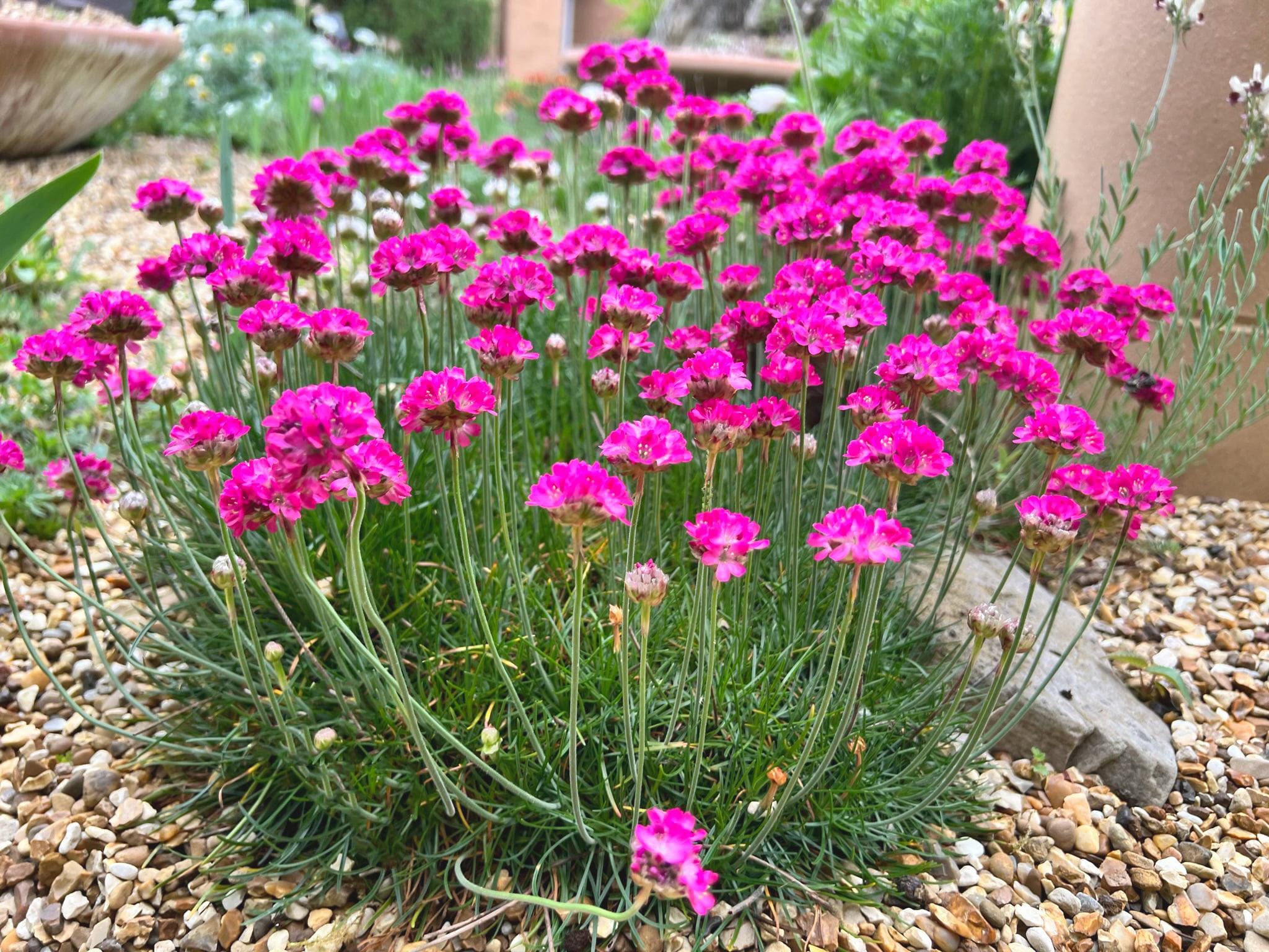Armeria Maritima 'splendens' - Sea Thrift Pink Perennial Flower Seeds ...