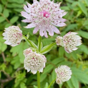 10 Rare Astrantia Major Flower Seeds / Greater Masterwort / Classic ...