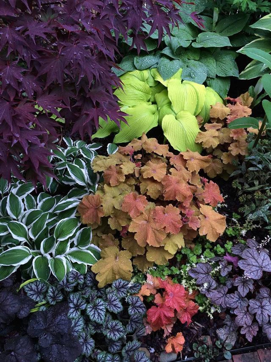 30+ Heuchera Hybrid Mix Seeds / Coral Bells Mix Seeds / Cottage Garden ...
