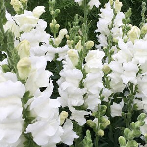 Snapdragon Snowy White Flower Seeds, Cottage Garden Flower, Antirrhinum ...