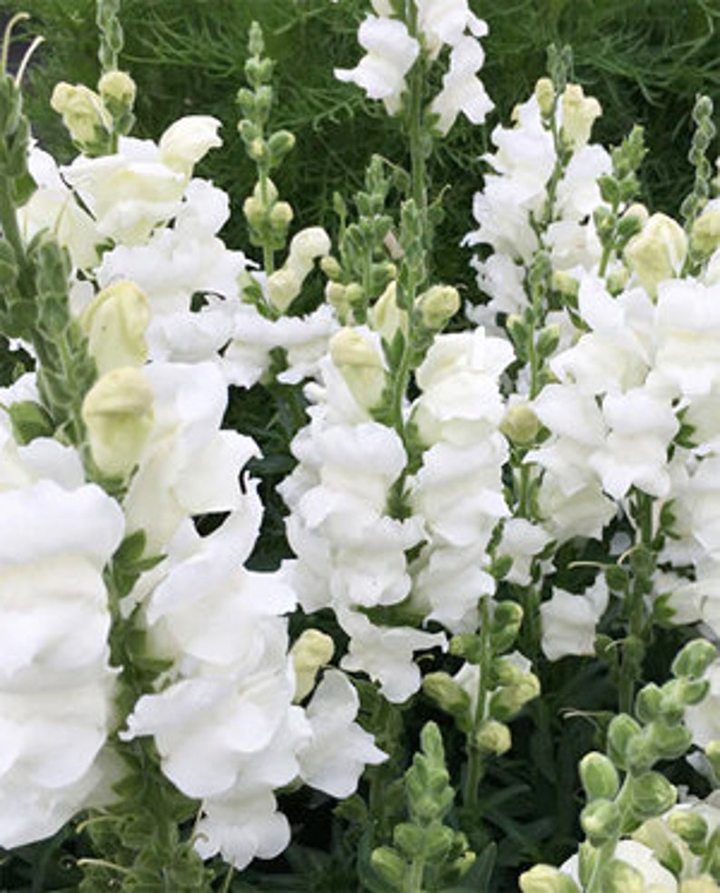 Snapdragon Snowy White Flower Seeds, Cottage Garden Flower, Antirrhinum ...