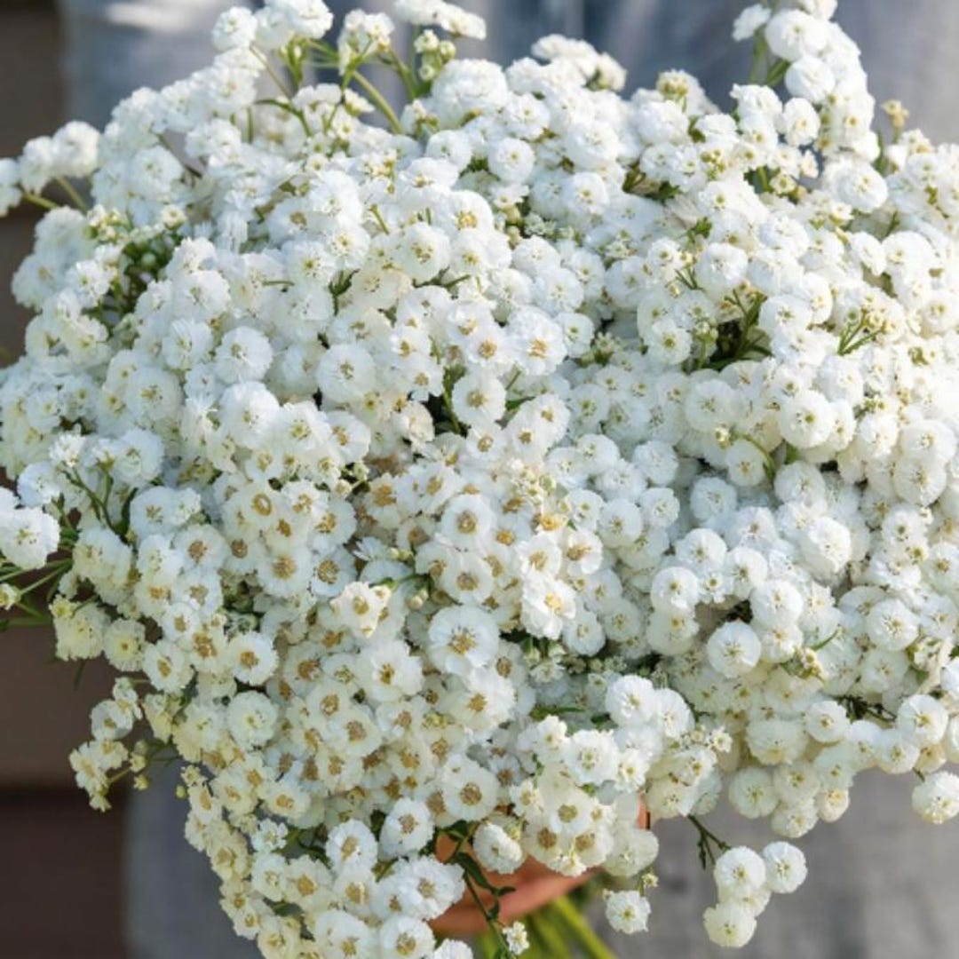 50+ Double Diamond White Yarrow Seeds / Noblessa White Ballerina Yarrow ...