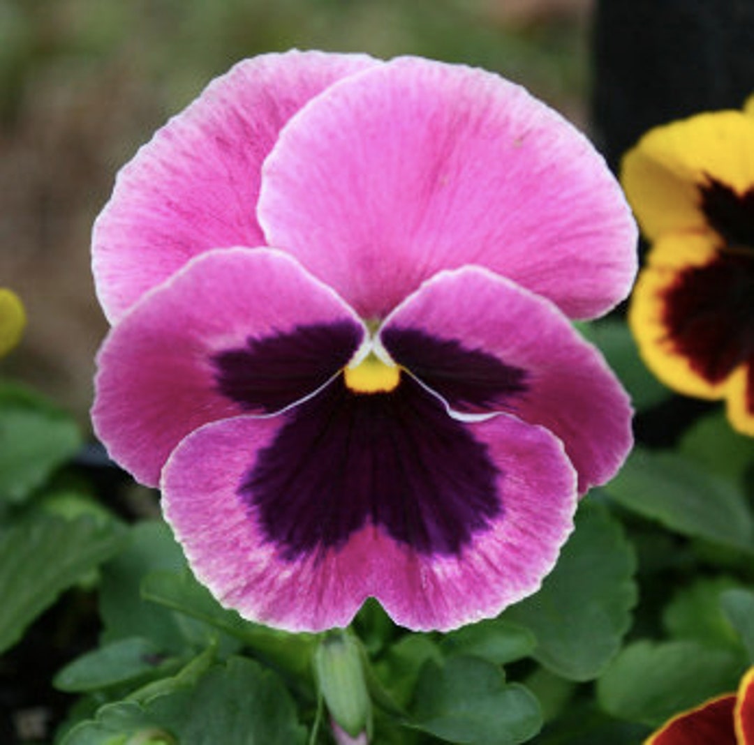 Swiss Giant Pink Pansy Flower Seeds / Viola Wittrockiana / Biennial ...