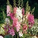100+ Verbascum Phoeniceum Temptress Flower Mix Flower Seeds / Mullein ...