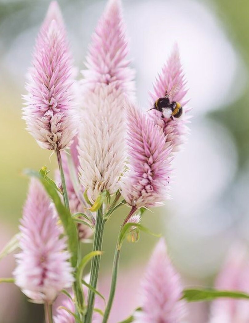 Celosia Argentea Spicata