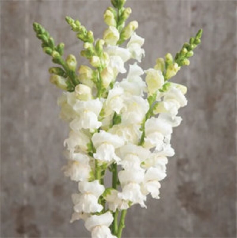 Snapdragon Snowy White Flower Seeds, Cottage Garden Flower, Antirrhinum ...