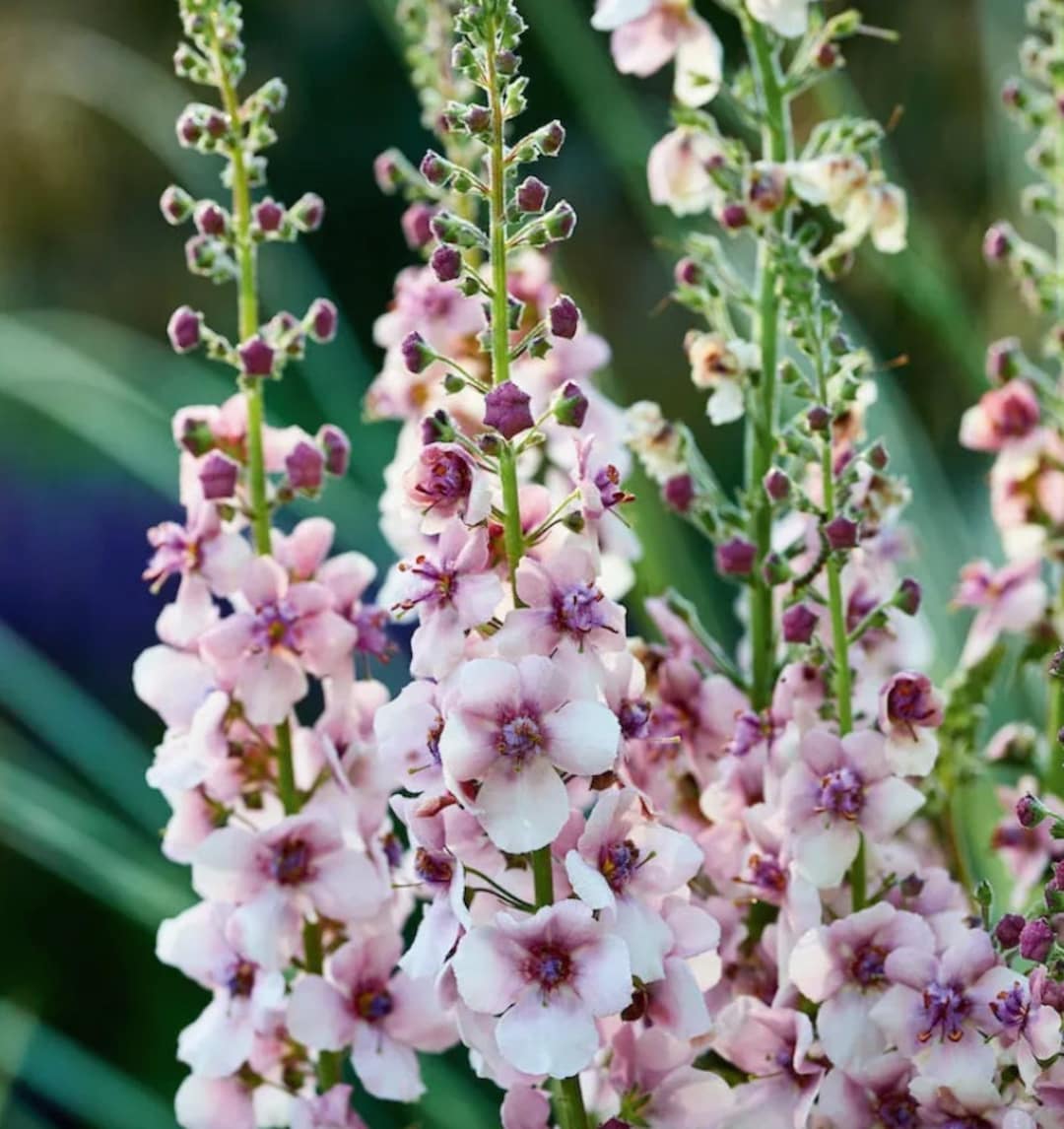 100+ Verbascum Phoeniceum Temptress Flower Mix Flower Seeds / Mullein ...