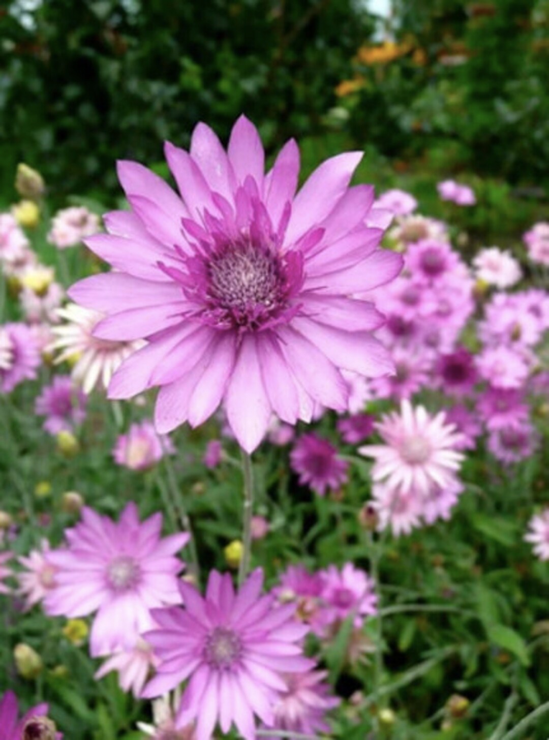 50+ Immortelle Paper Flower Double Mix Xeranthemum Seed / Annual Daisy ...
