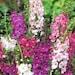 Verbascum Phoeniceum Temptress Flower Mix, Mullein Mix Seeds, English ...