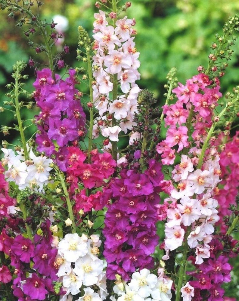 Verbascum Phoeniceum Temptress Flower Mix, Mullein Mix Seeds, English ...