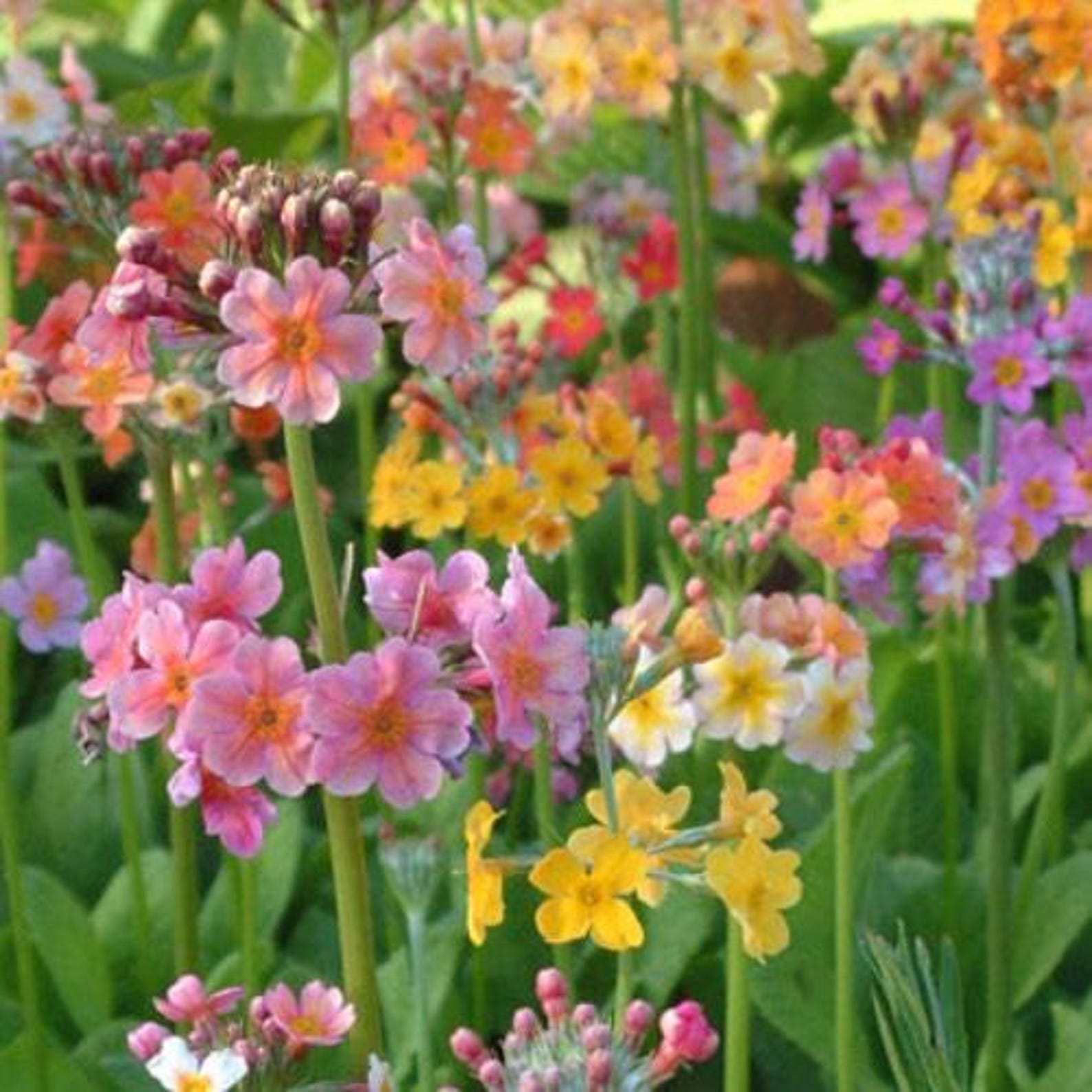 Rare Candelabra Primrose Seeds, PRIMULA X Bulleesiana, English Cottage ...