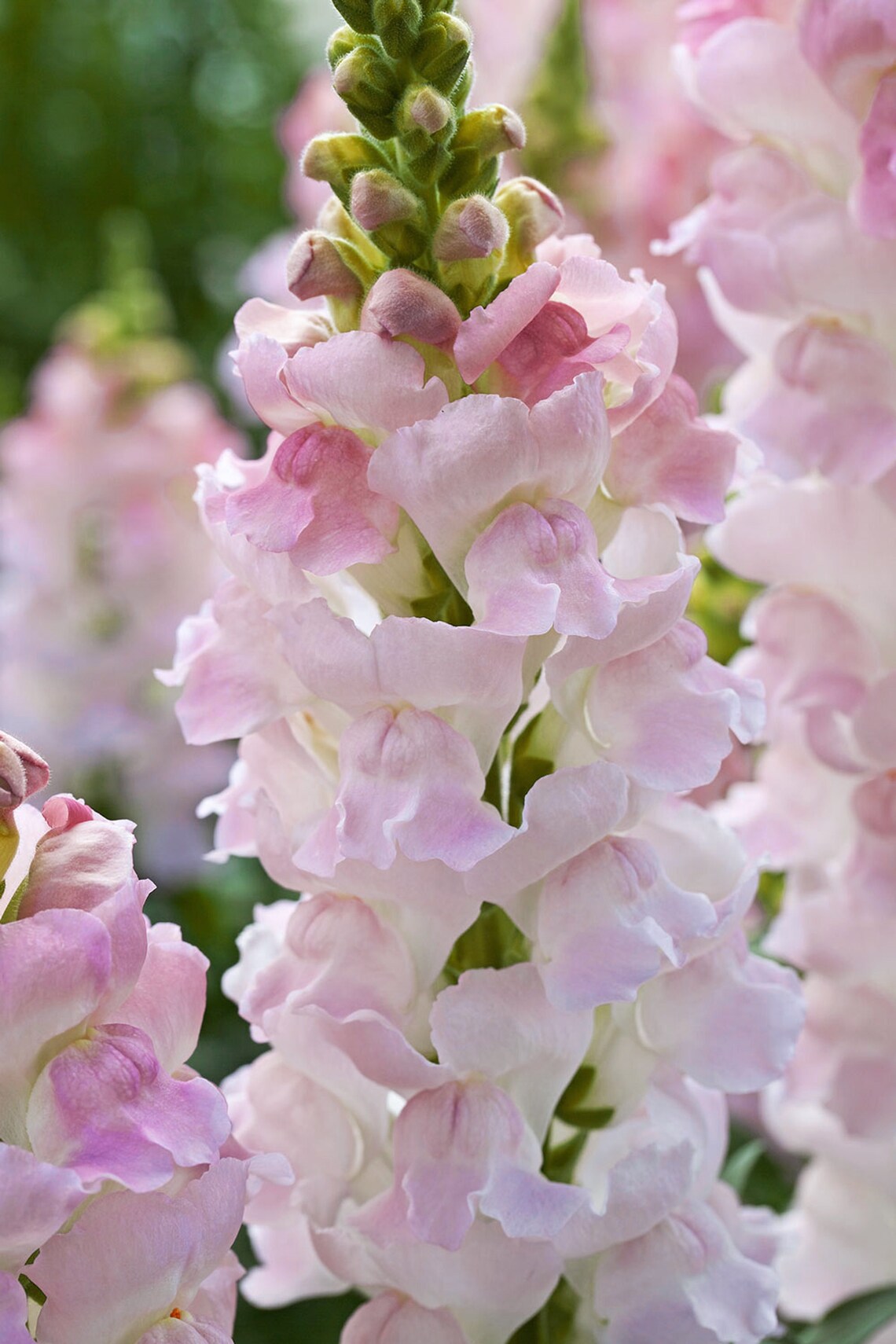 30 Seeds / Legend Light Pink Snapdragon Seeds / Antirrhinum - Etsy Canada