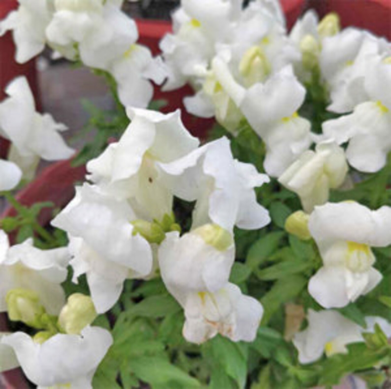 Snapdragon Snowy White Flower Seeds, Cottage Garden Flower, Antirrhinum ...