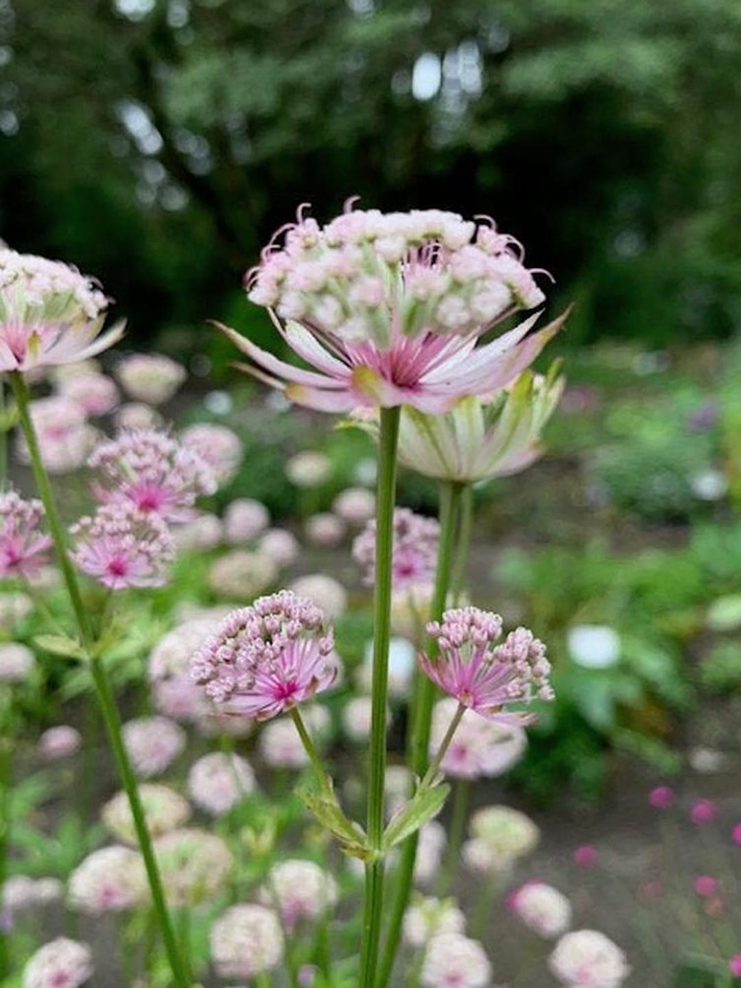 10 Rare Astrantia Major Flower Seeds / Greater Masterwort / Classic ...