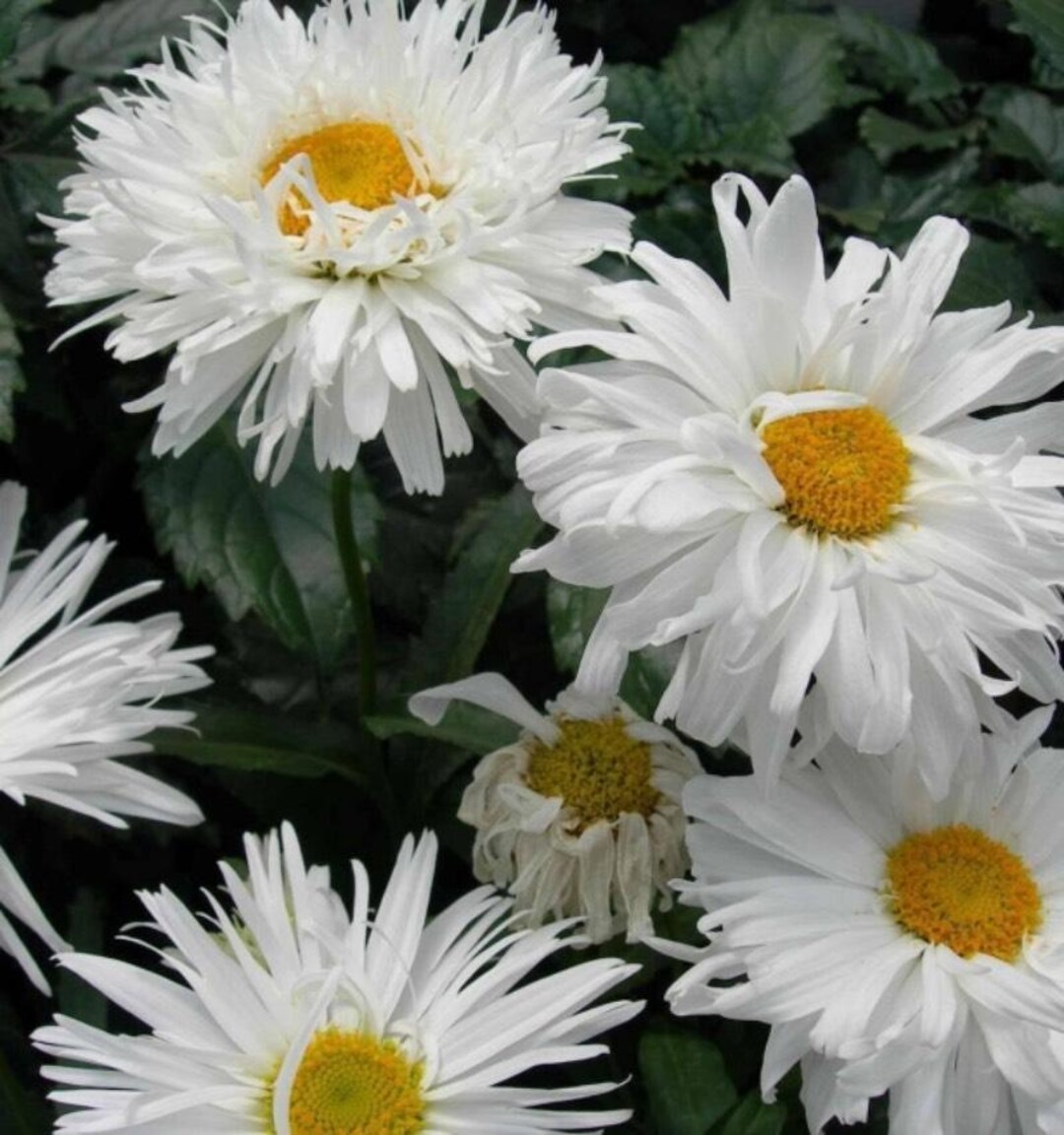 Double Shasta Daisy 'snowdrift' Seeds, White Cottage Garden, 25 Seeds ...