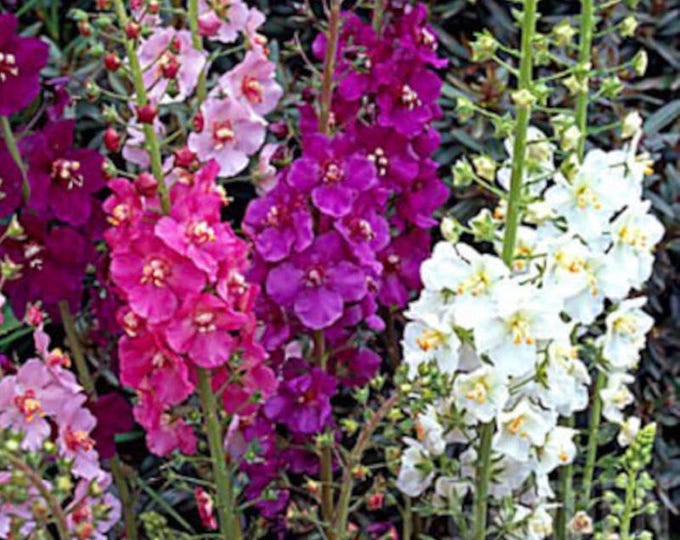 100 MIXED COLORS VERBASCUM Verbascum Phoeniceum Flower Seeds - Etsy Canada