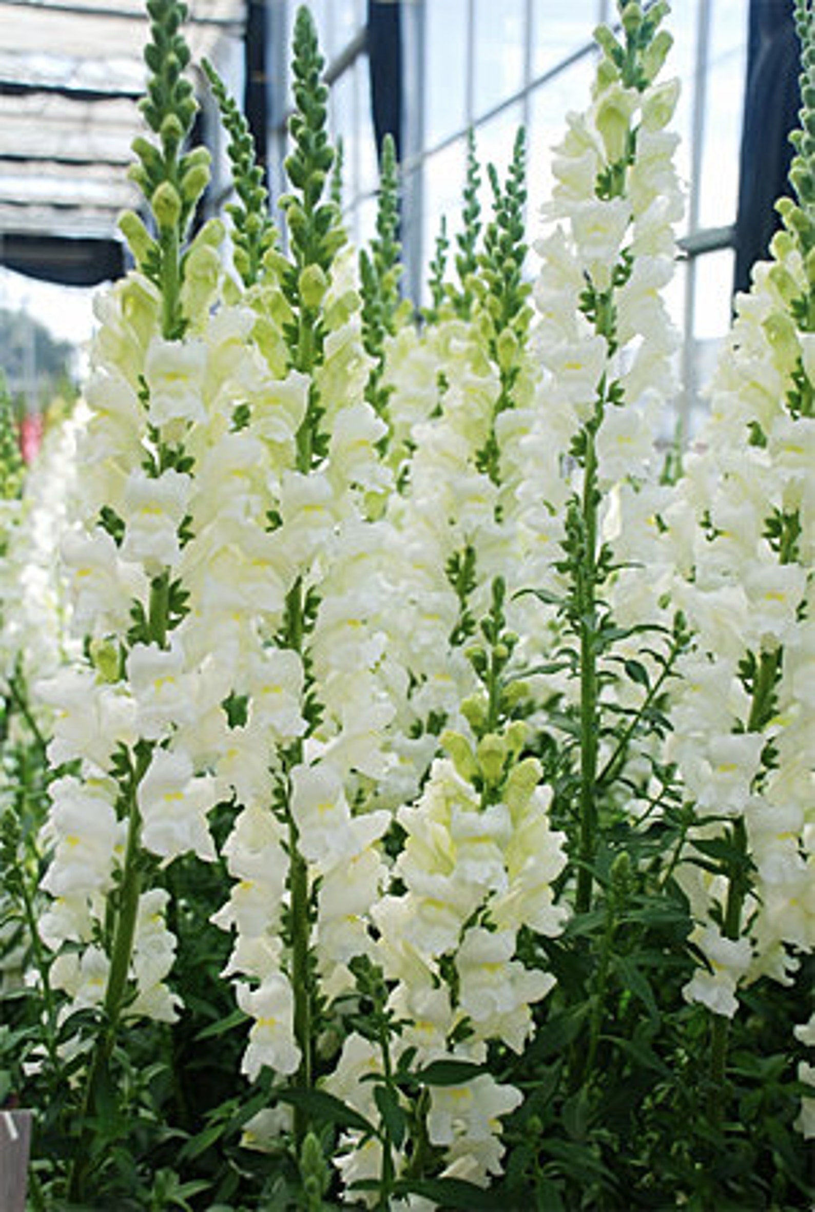 Snapdragon Snowy White Flower Seeds, Cottage Garden Flower, Antirrhinum ...
