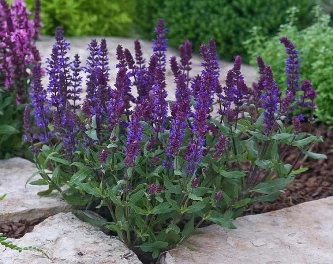 20+ SALVIA Violet Queen Seeds / West-friesland / (GJ19) F - Etsy Canada