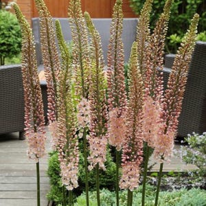 10 Seeds, Rare Eremurus Desert Candle - Salmon Pink/ Unique Tall Plant ...