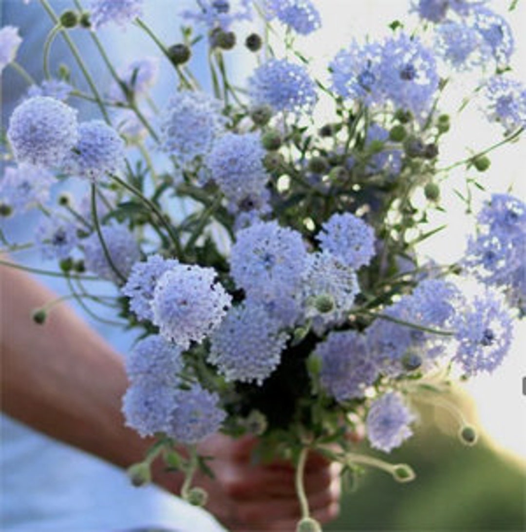 Lacy Lavender Blue Didiscus Flower Seeds / Purple Flower / Cottage ...