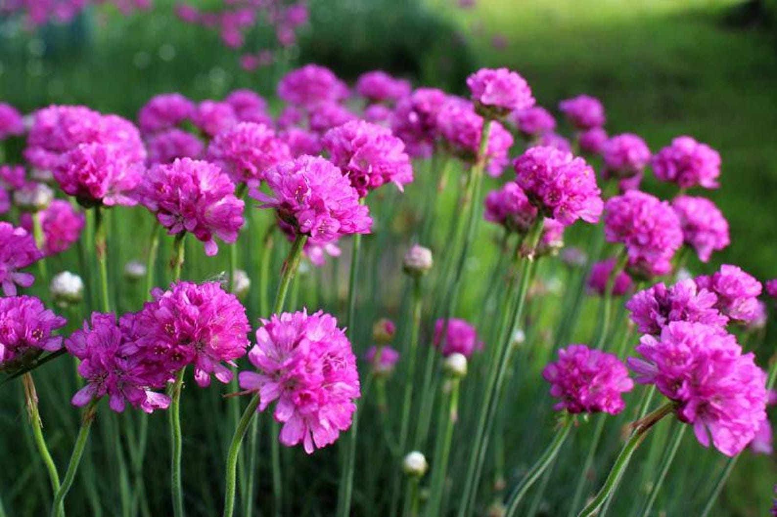 Armeria Maritima 'splendens' - Sea Thrift Pink Perennial Flower Seeds ...