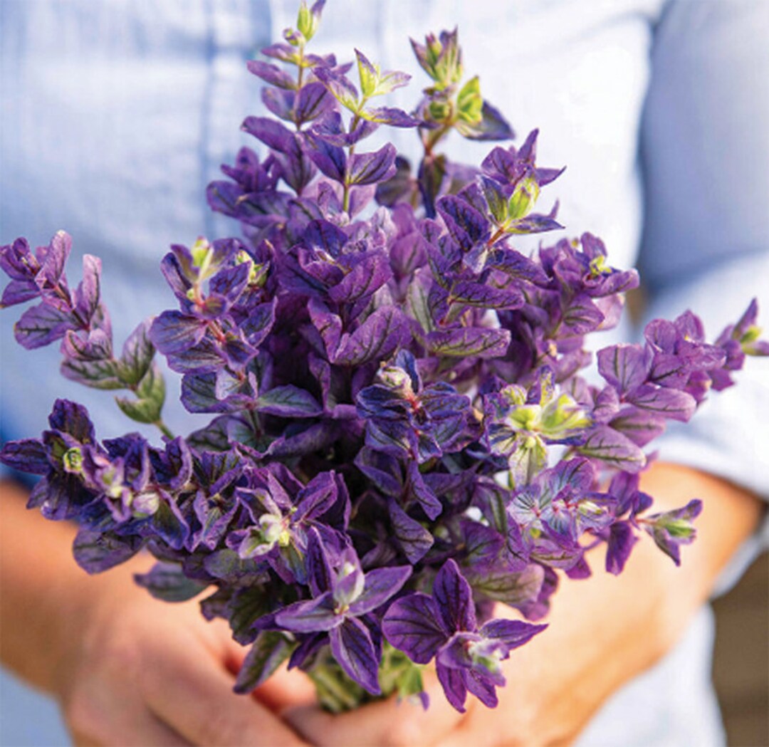 50+ Oxford Blue Salvia Seed, Annual Clary Sage Seeds, Purple Flower ...