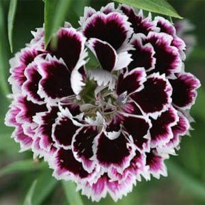 30+ Unique China Pink Chianti Flower Seeds/ Dianthus Chinensis ...