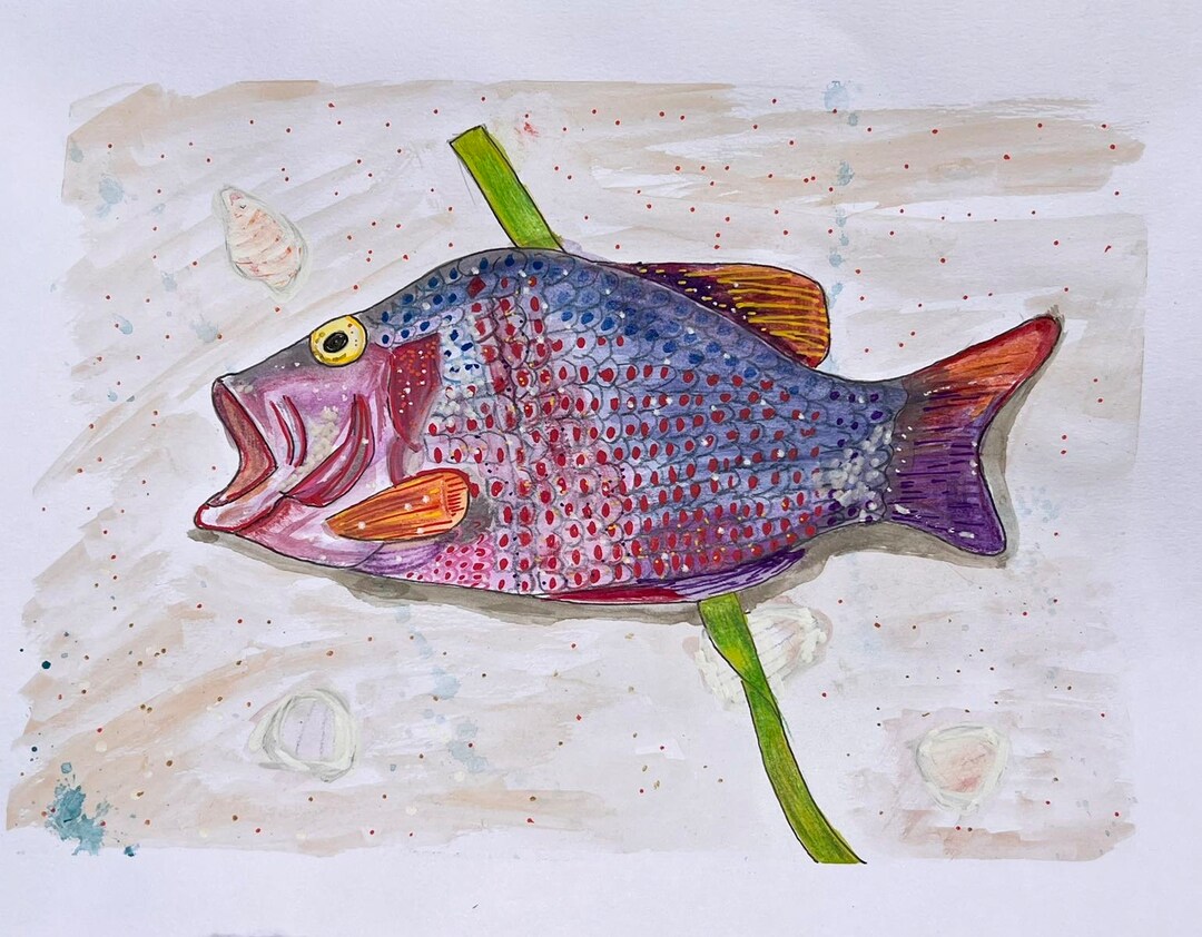 Mangrove Snapper High Quality Giclée Art Print | Mangrove Snapper | 11 ...