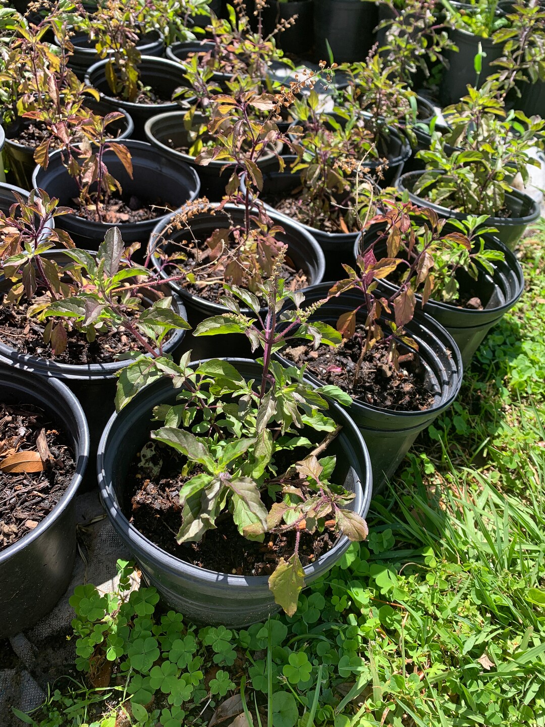 Purple Holy Basil tulsi Plant 6 Inch Tall - Etsy