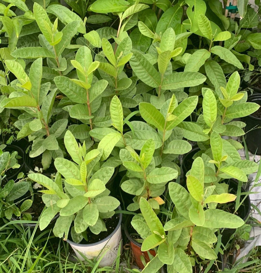 Deshi/indian White Guava Seedling (will Be Fruiting Next Year) No Ship ...