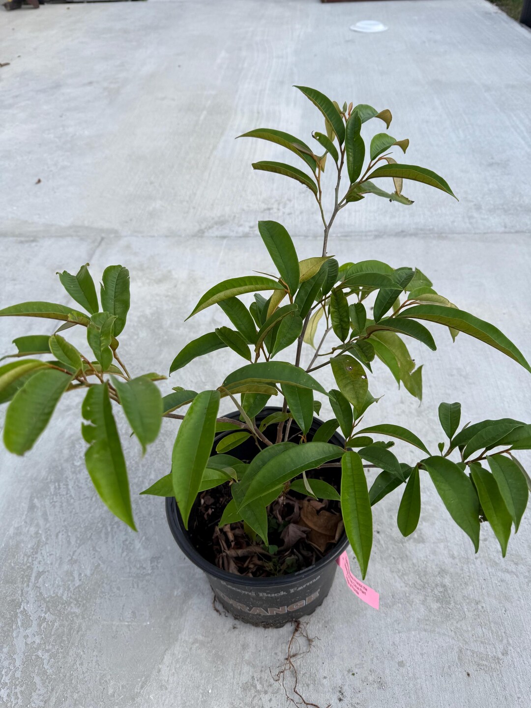 Star Apple (green Caimito) Tree From Seed (2 Ft Tall) - Etsy