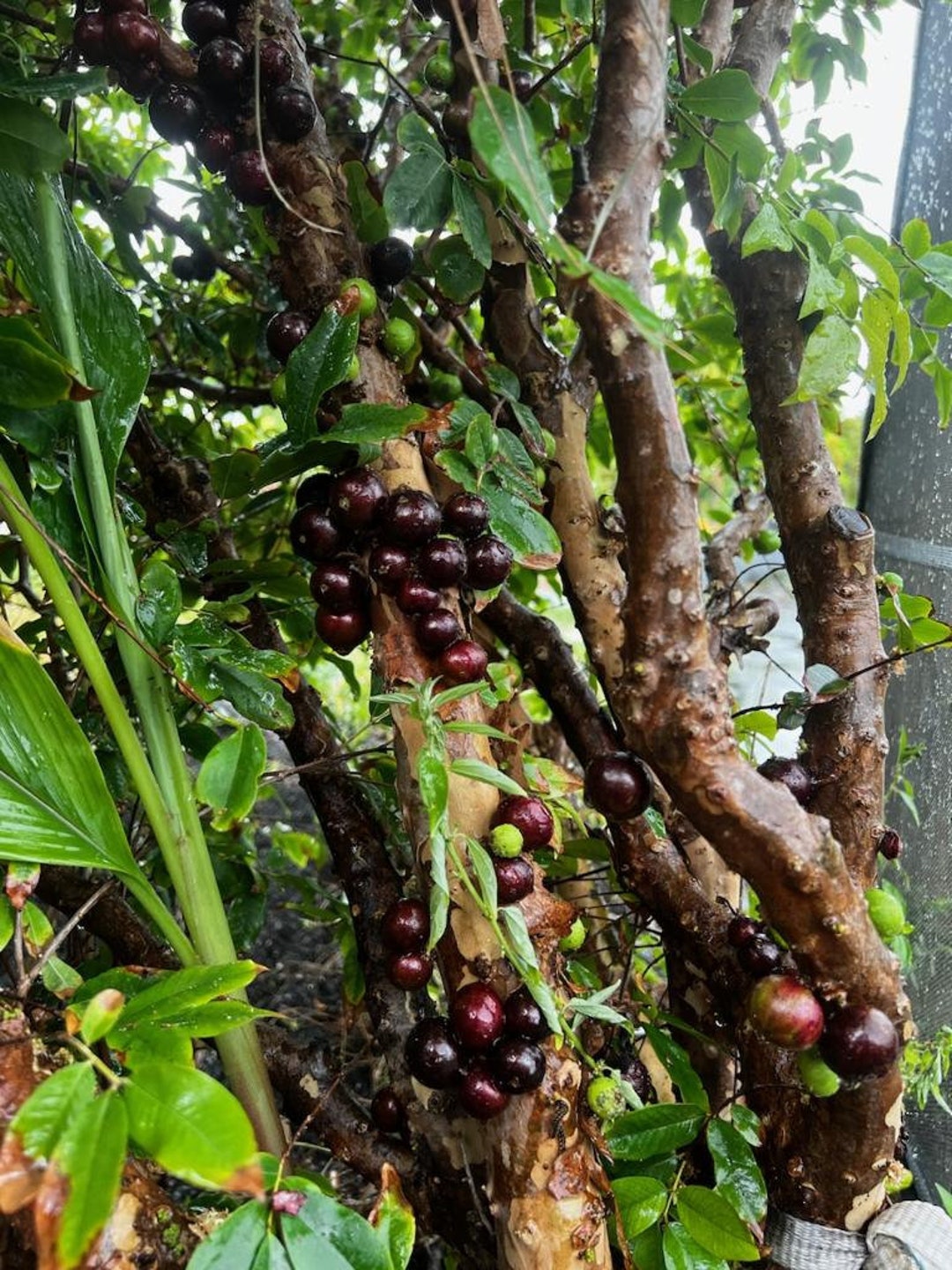 Red Jaboticaba Tree (3-4 Ft Tall))no Ship CA and AZ - Etsy