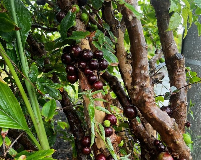 Red Jaboticaba Tree (3-4 Ft Tall))no Ship CA and AZ - Etsy