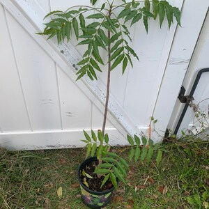 Neem Tree 2 Ft Tallno Ship CA and AZ - Etsy