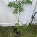 Neem Tree 2 Ft Tallno Ship CA and AZ - Etsy UK
