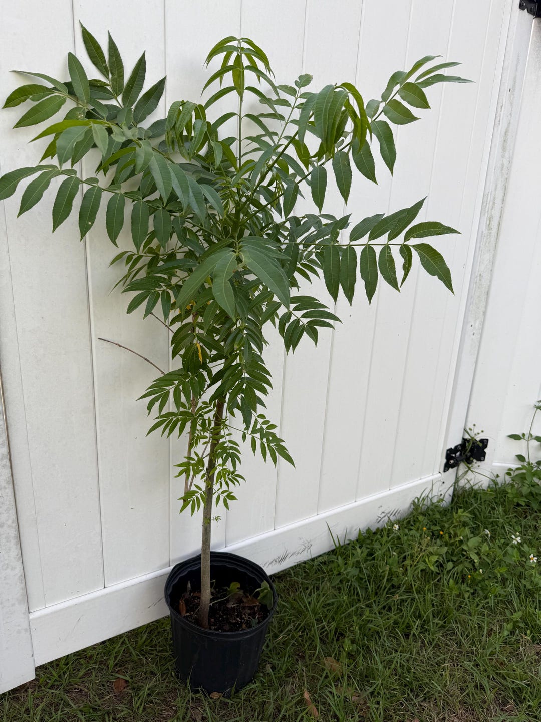 Vietnami( Big June Plum) June Plum Tree( Big Tree Big Fruit)from Seed ...