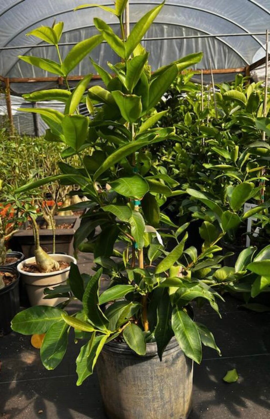 Thai Green Wax Apple /wax Jambu Tree/green Diamond 4 Ft Tall Will ...