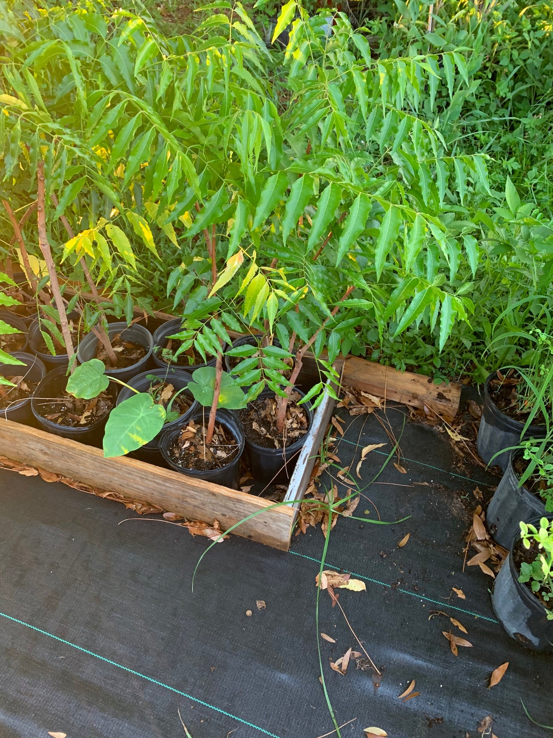 Neem Tree 1-2 Tallno Ship CA and AZ - Etsy Canada