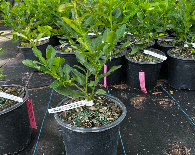 Kaffir Lime/thai Lime/ Makrut Lime Tree (grafting) 1 Ft Tall(no Ship CA ...
