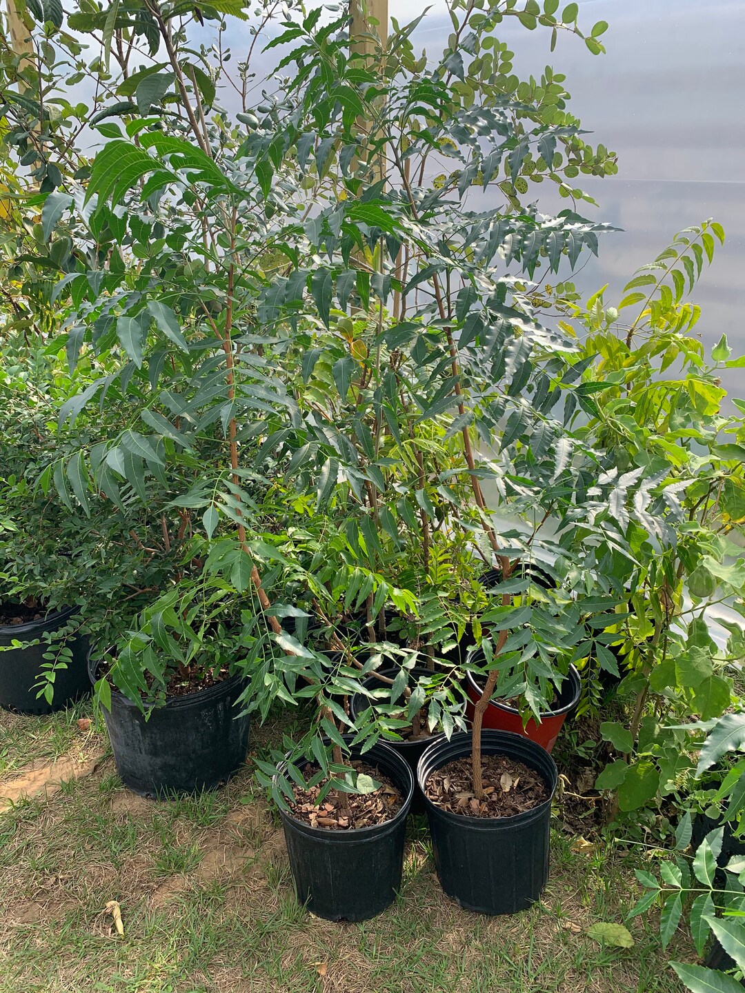 Neem Tree (2 Ft Tall) - Etsy UK