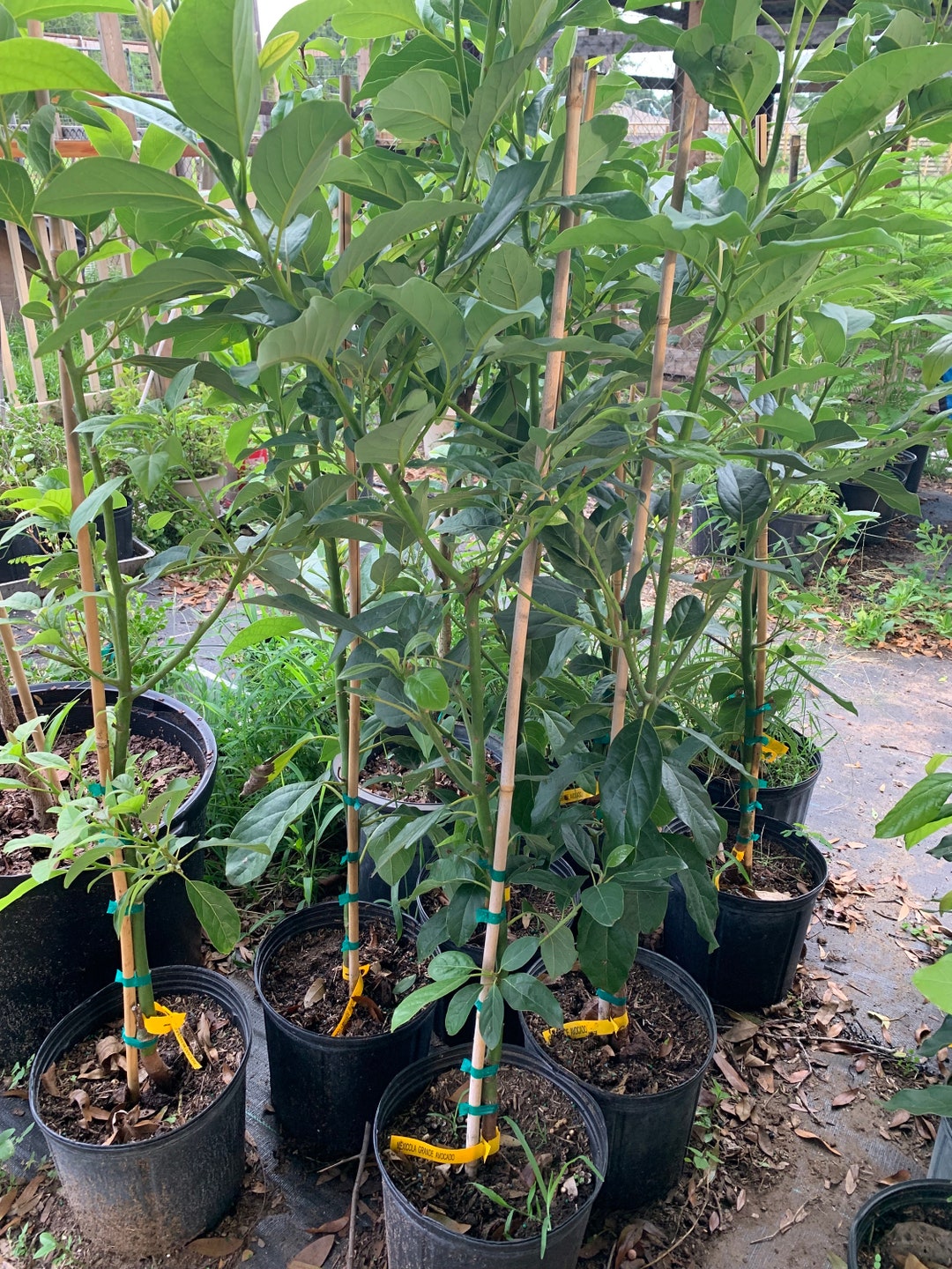 Mexicola Grande Avocado Tree (3 Ft Tall) Will Be Fruiting Next Year ...