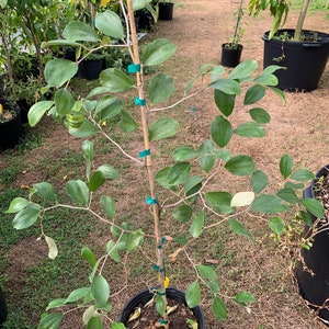 Thai Giant Jujube Tree 2-3ft Tall Fruit is Big Sweet and Crunchywill Be ...