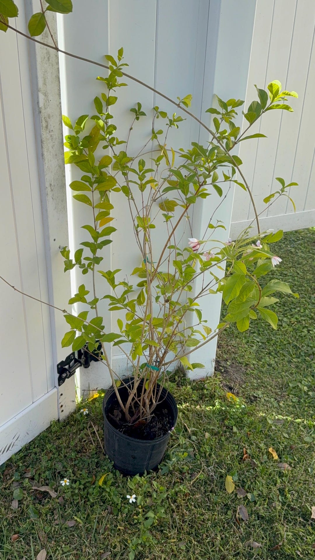 Rangoon Creeper (madhubilata) Flower Vine Plant (3-4 Feet Tall (no Ship ...