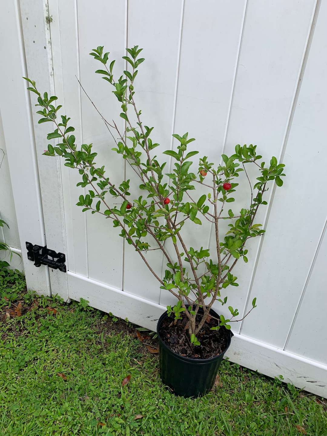 Barbados Cherry (acerola)tree (3 Ft Tall) No Ship CA and AZ) - Etsy