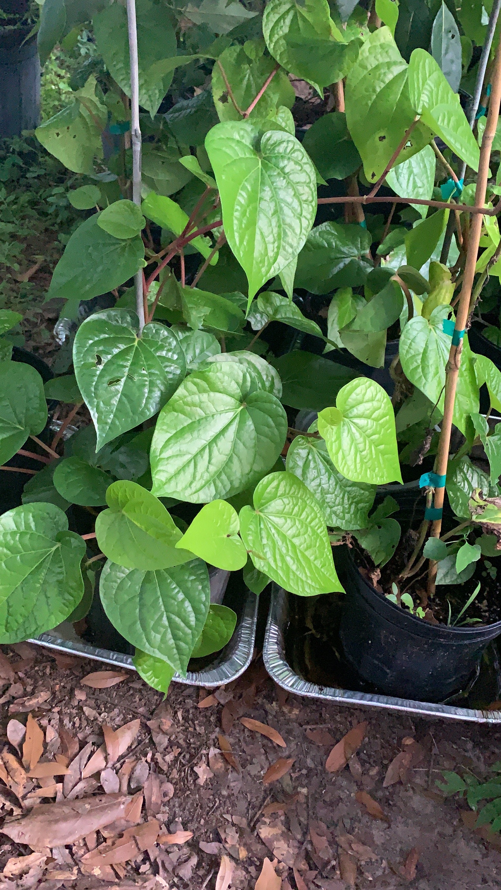 Betel Leaves (paan Pata) Plant (1-2 Ft Tall) No Ship CA and Az - Etsy ...