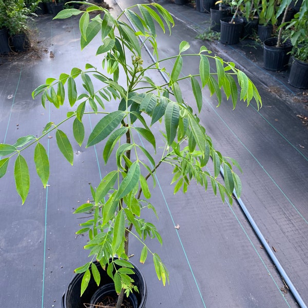 Dwarf June Plum Tree - Etsy