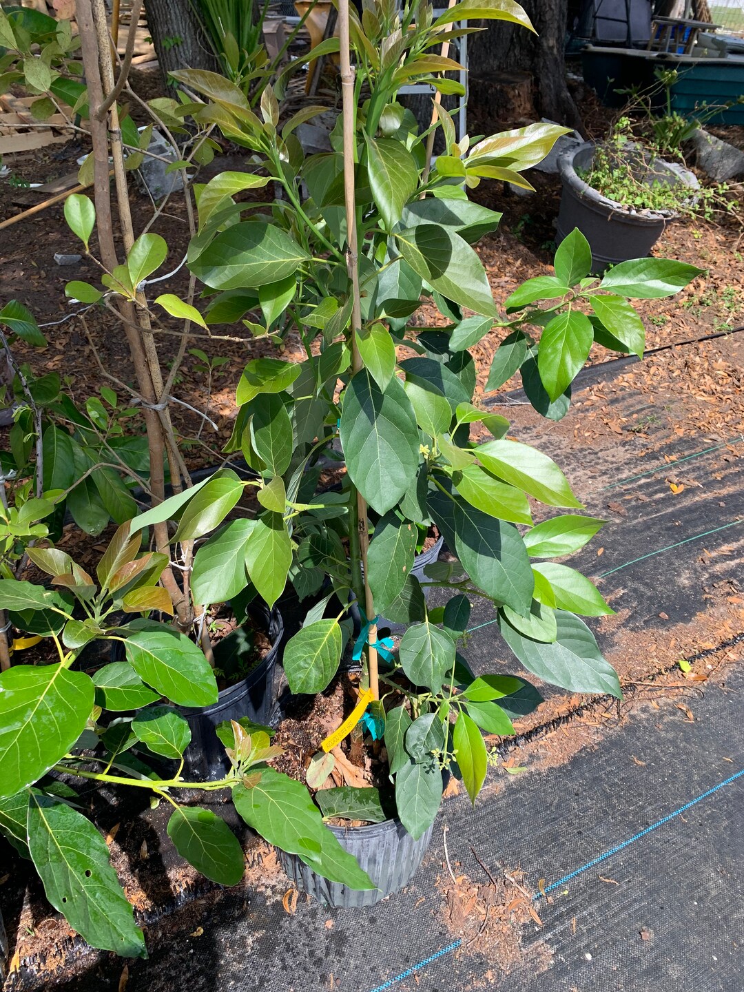 Super Hass Avocado florida Verity Tree 3 Ft Tall Will Fruiting Soonno ...